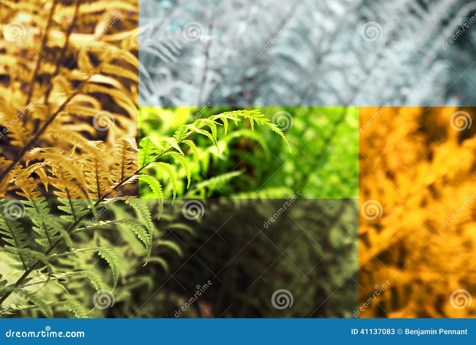 Fern Abstract Collage stock image. Image of leaf, arrangement - 41137083