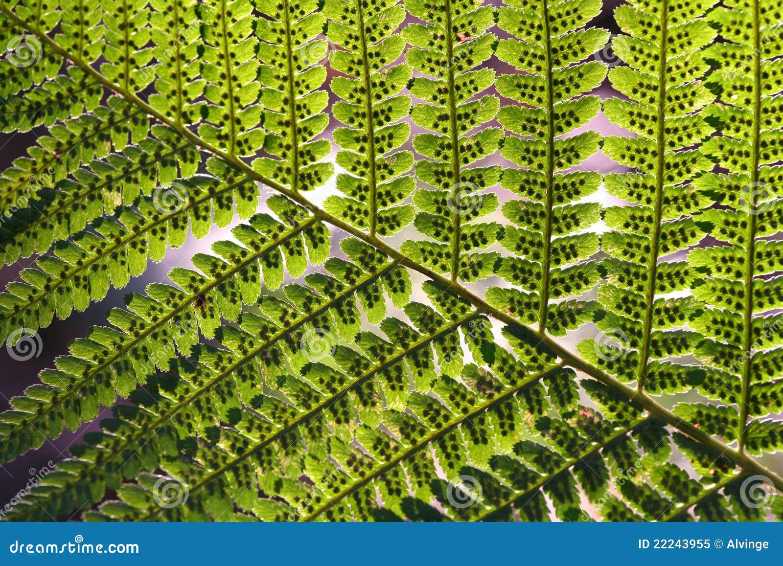 Fern Abstract Pattern stock image. Image of flora, floral - 22243955