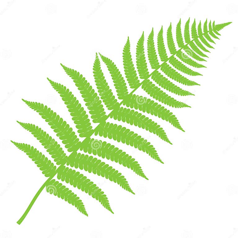 Fern. Abstract stock vector. Illustration of vector, plant - 93223215