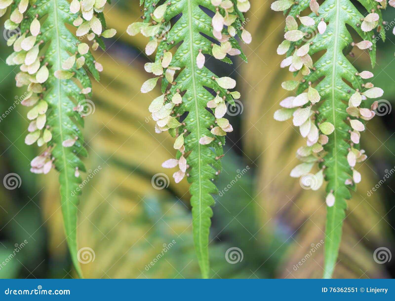 Fern accessory bud stock image. Image of textured, beautiful - 76362551