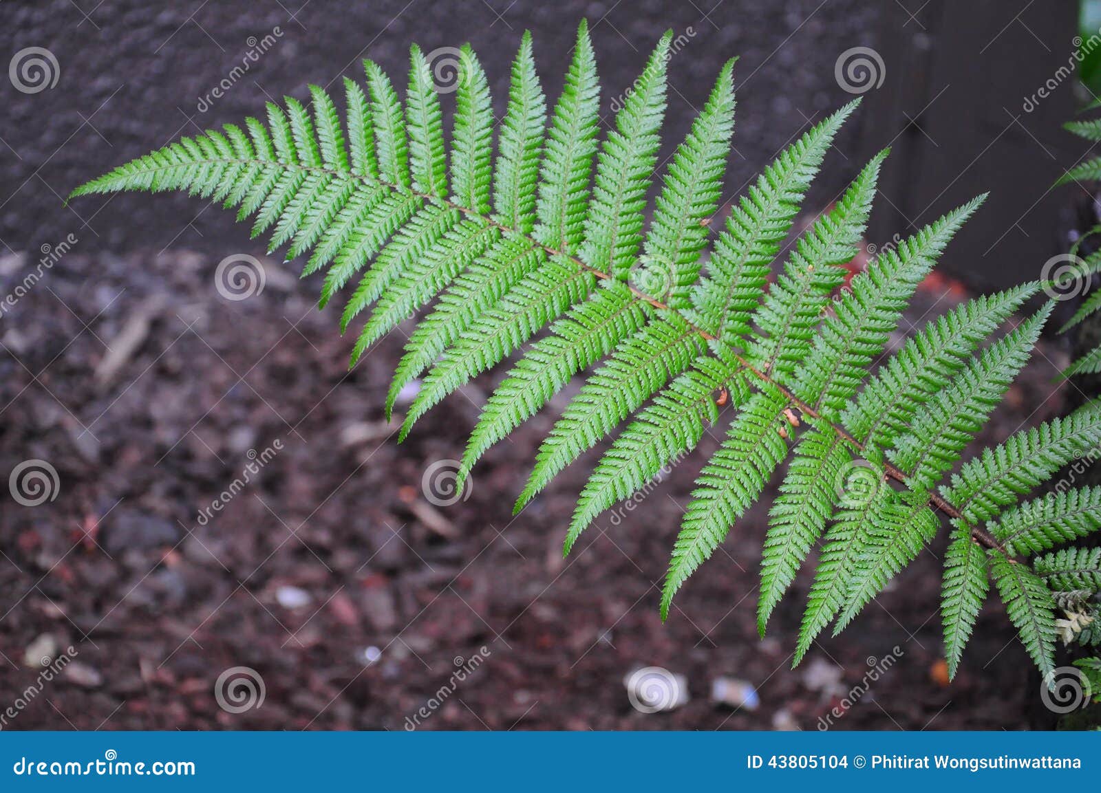Fern stock photo. Image of fern, rugby, newzealand, allblacks - 43805104