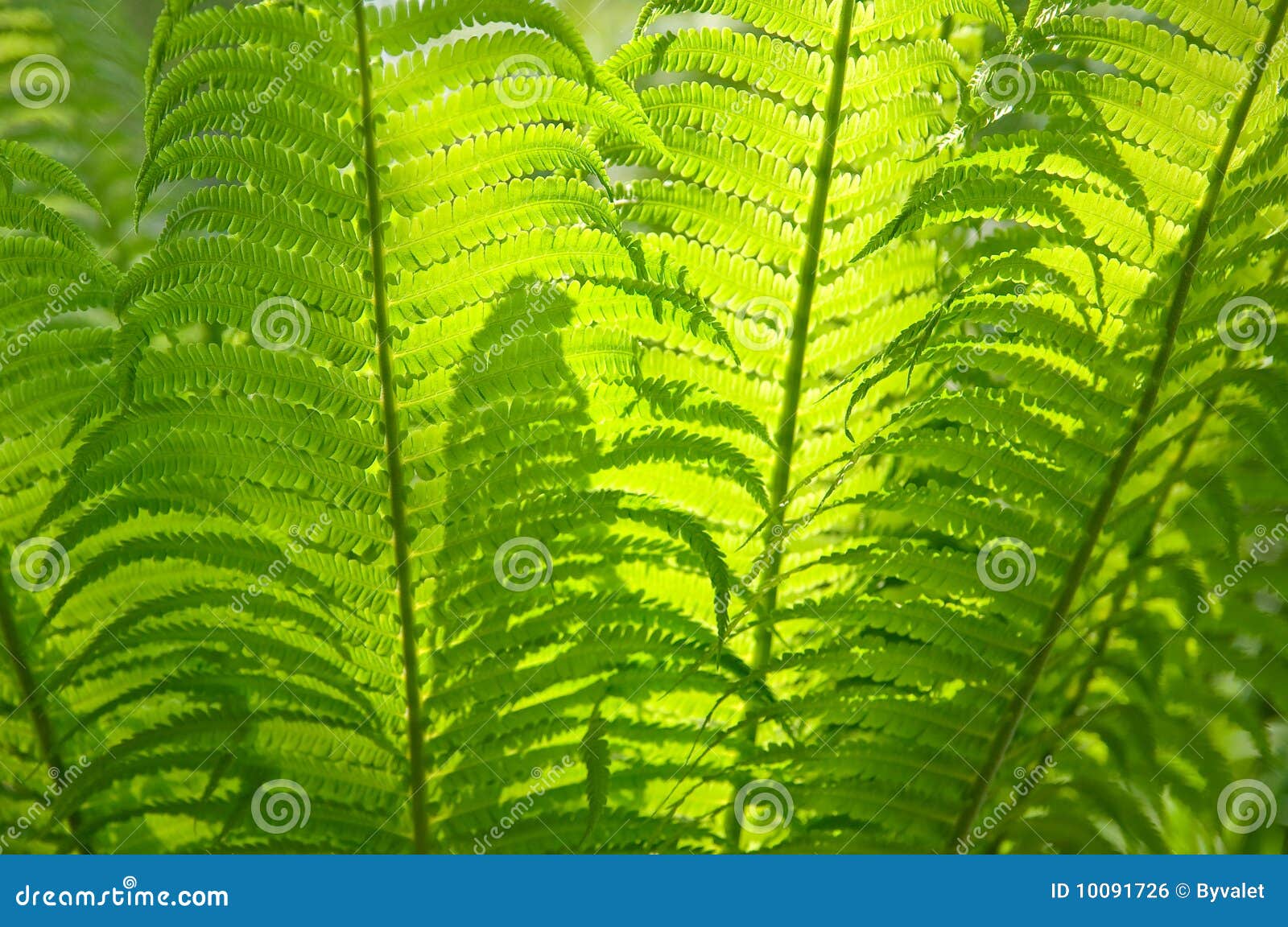 Fern as a background stock photo. Image of backgrounds - 10091726