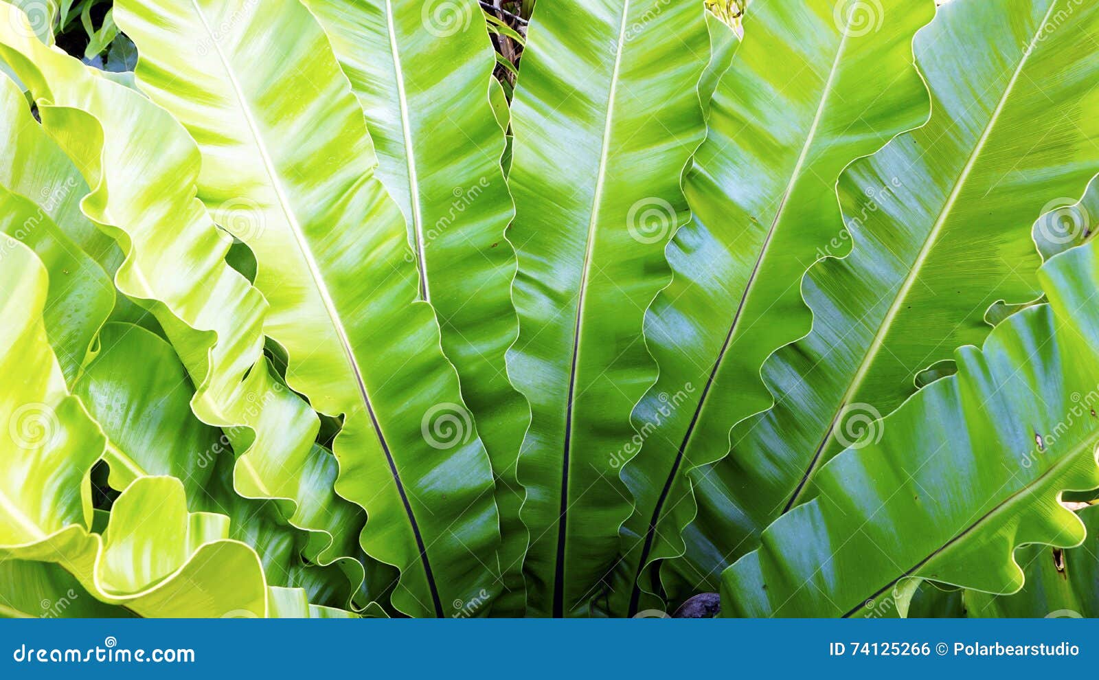 Fern Asplenium Nidus Natural Plant Stock Photo - Image of spring, flora ...