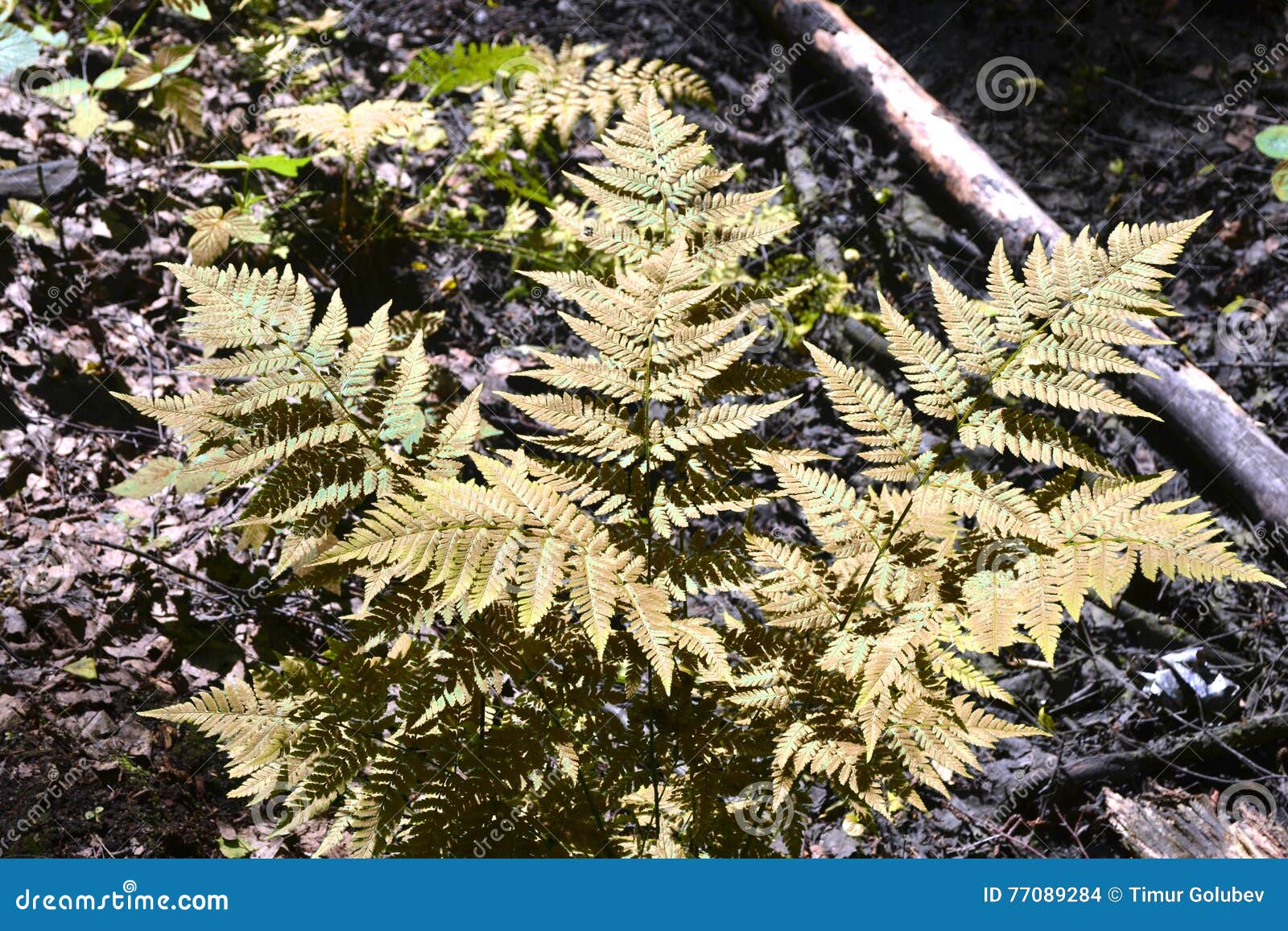 Fern in the Autumn Fading Forest, Grass Stock Photo - Image of nature ...