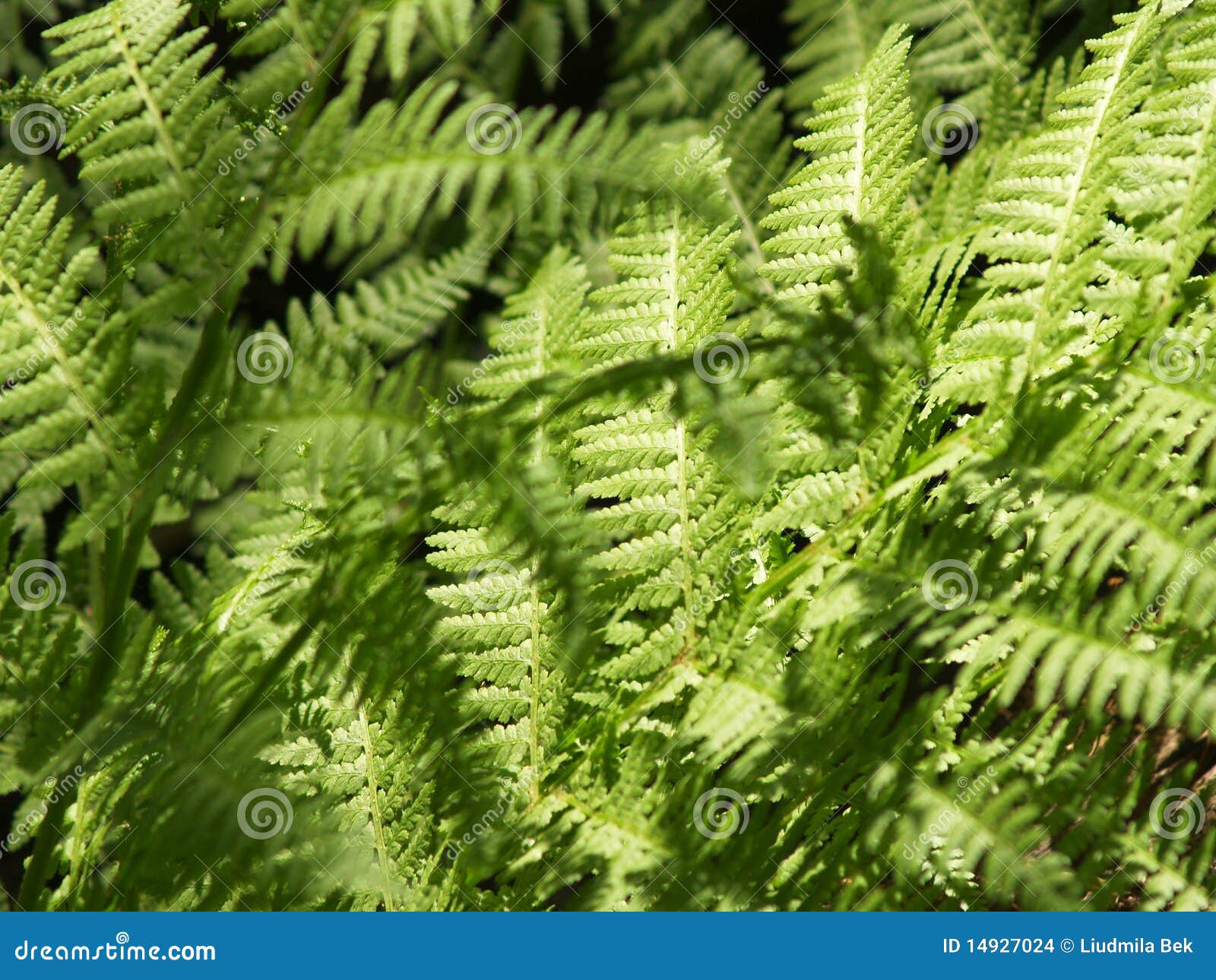 Fern Background stock photo. Image of reserves, frond - 14927024