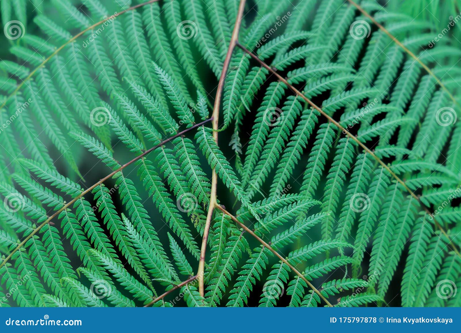 Fern Background. Texture of Green Tropical Leaves. Greenery Stock Photo ...