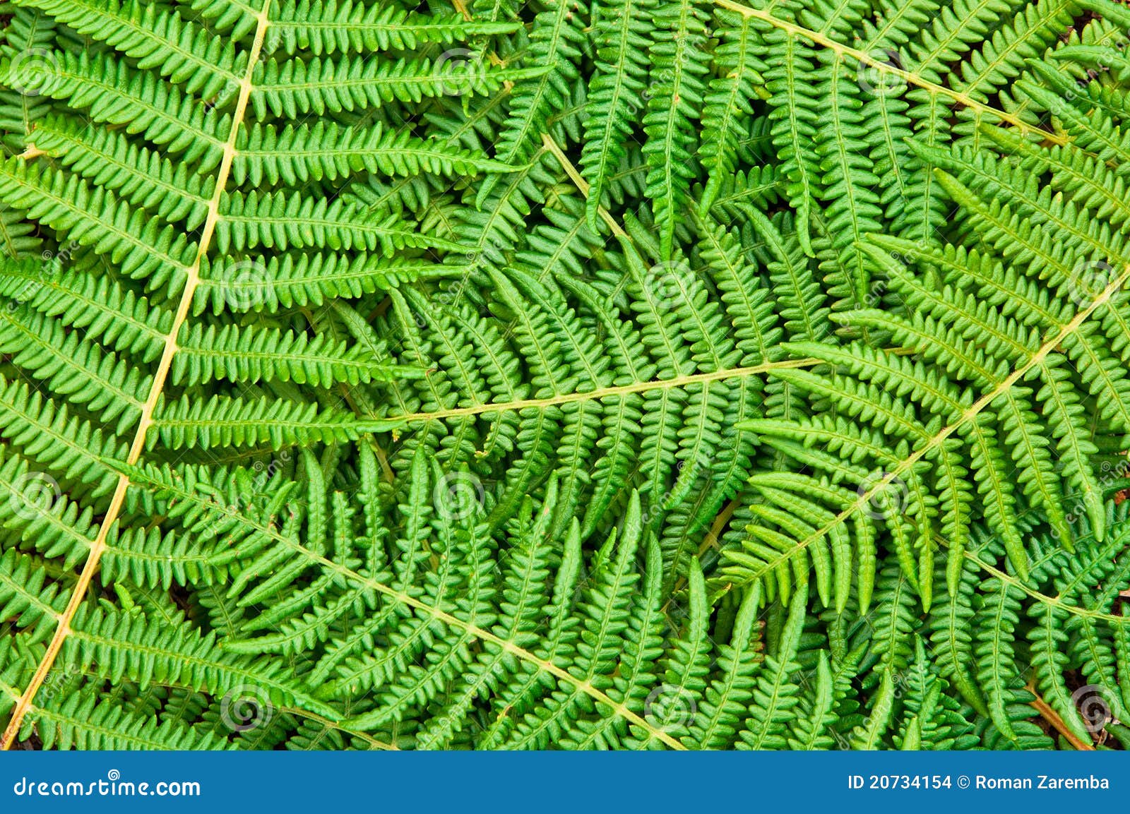 Fern Background stock photo. Image of fern, leaf, leaves - 20734154