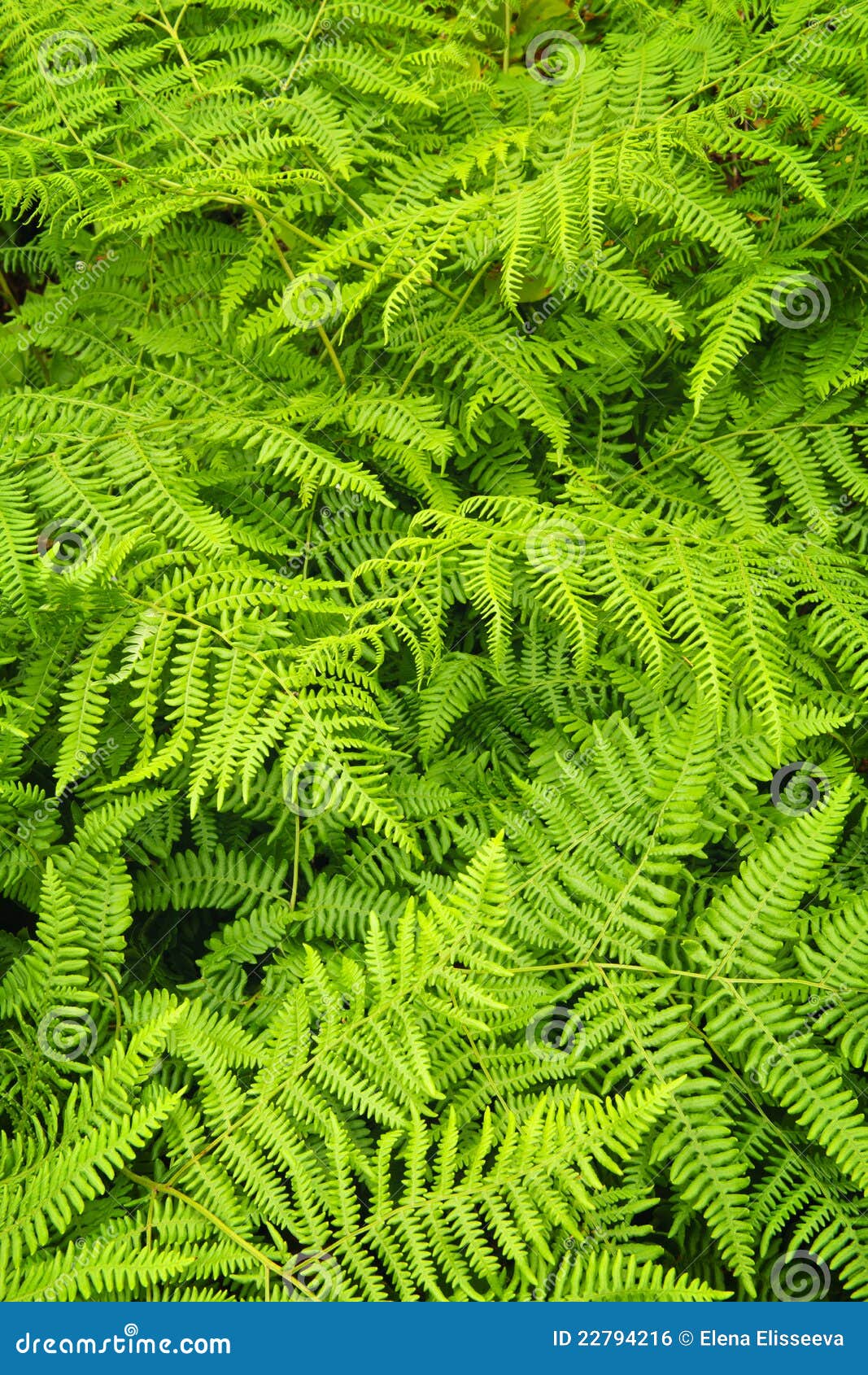 Fern background stock photo. Image of background, growing - 22794216