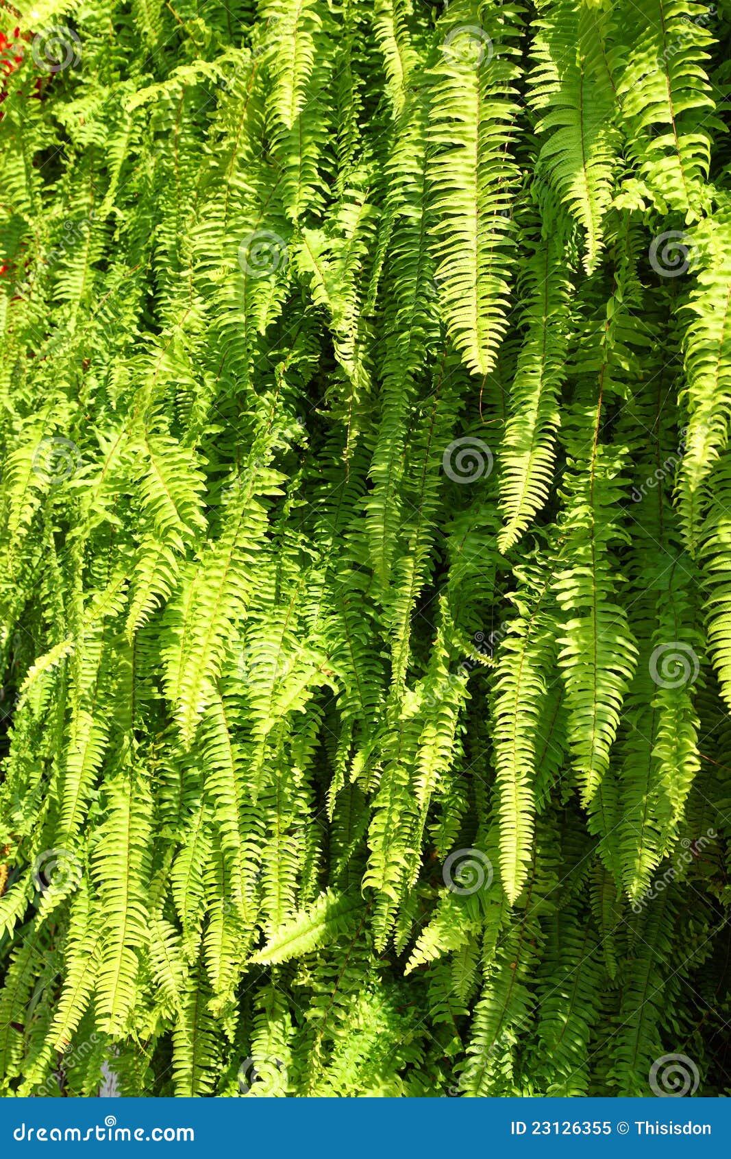 Fern background stock image. Image of grow, leaves, plant - 23126355