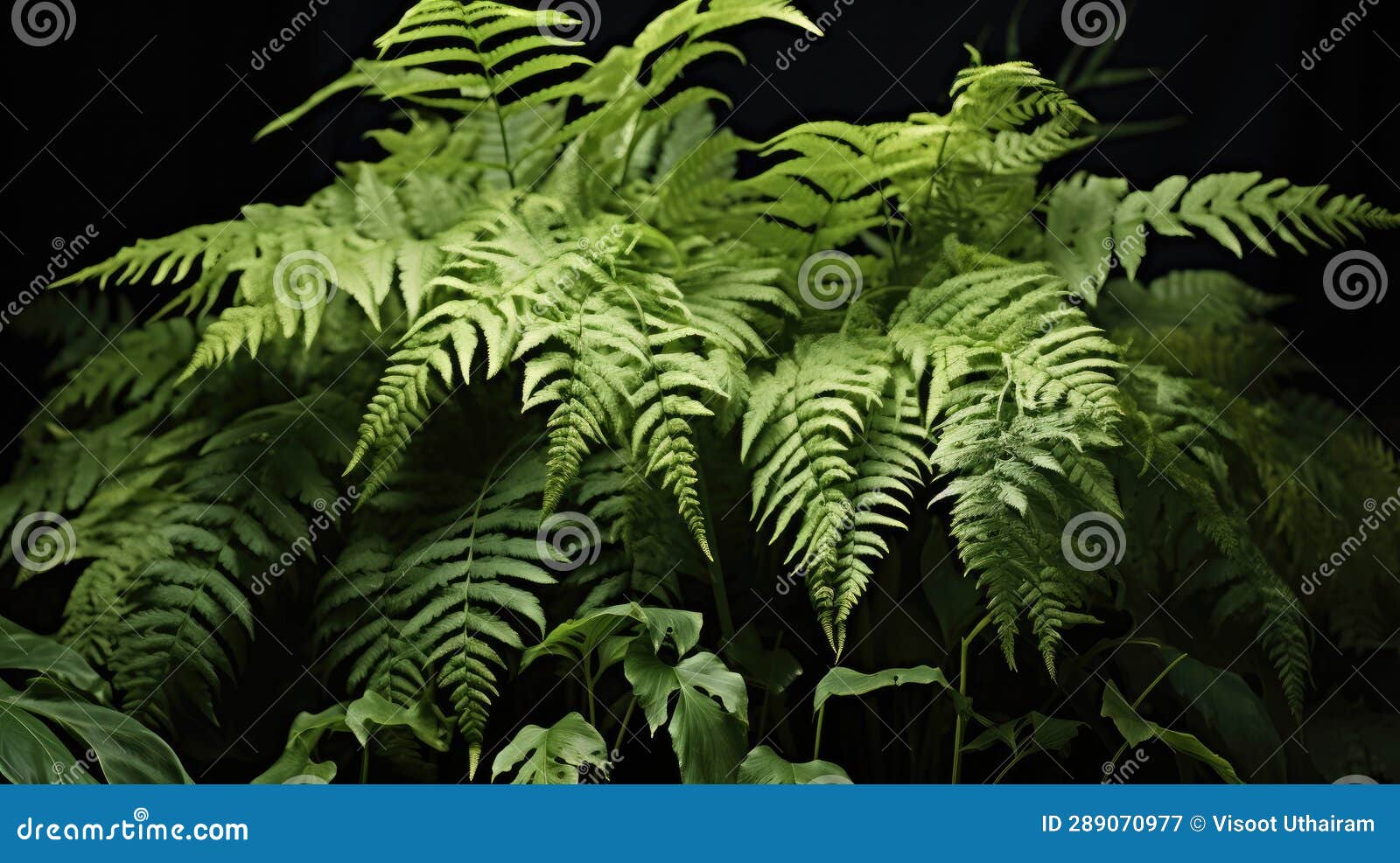Green Fern in the Jungle, Fern Background Stock Illustration ...