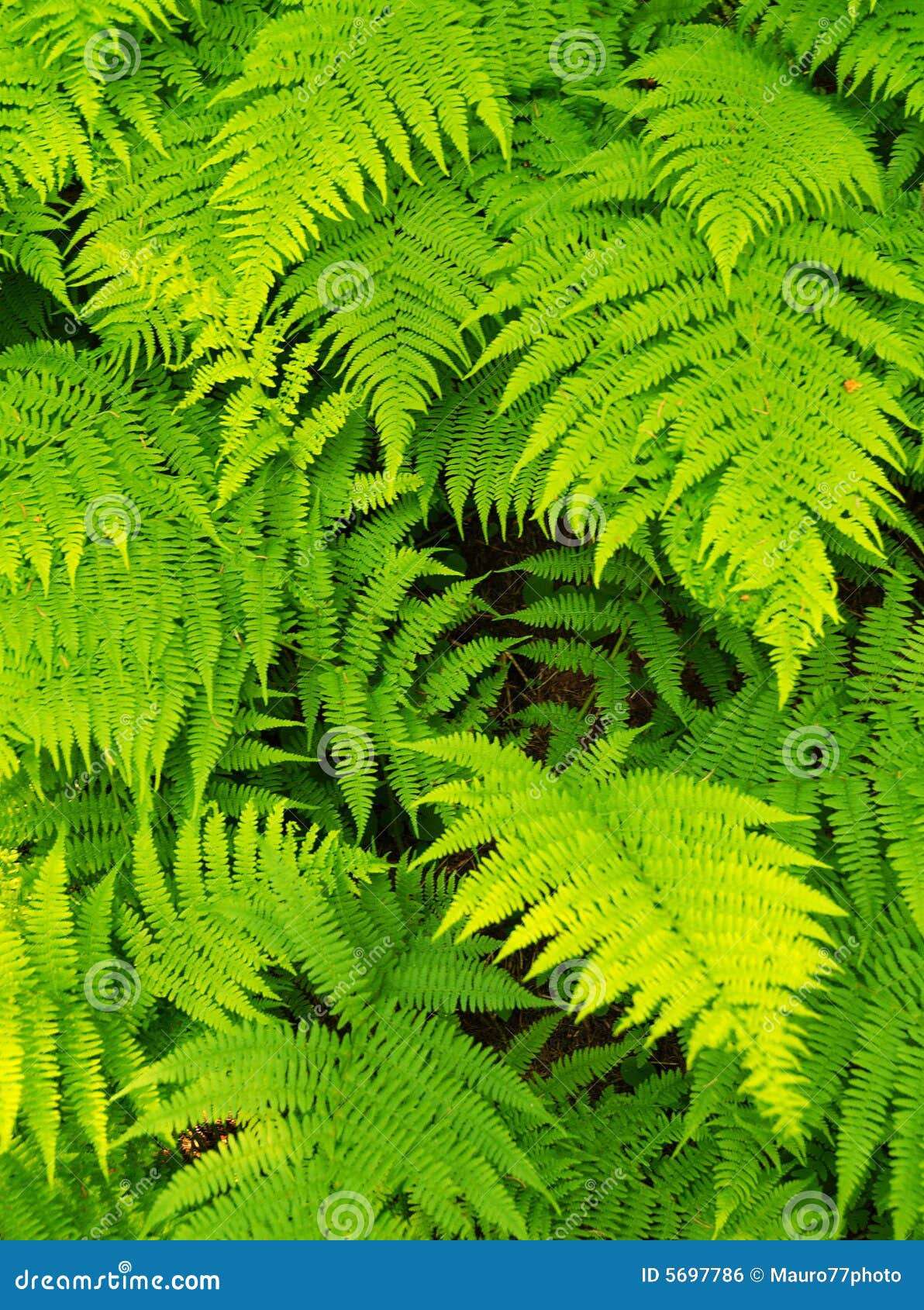 Fern background stock photo. Image of forest, leaf, nature - 5697786