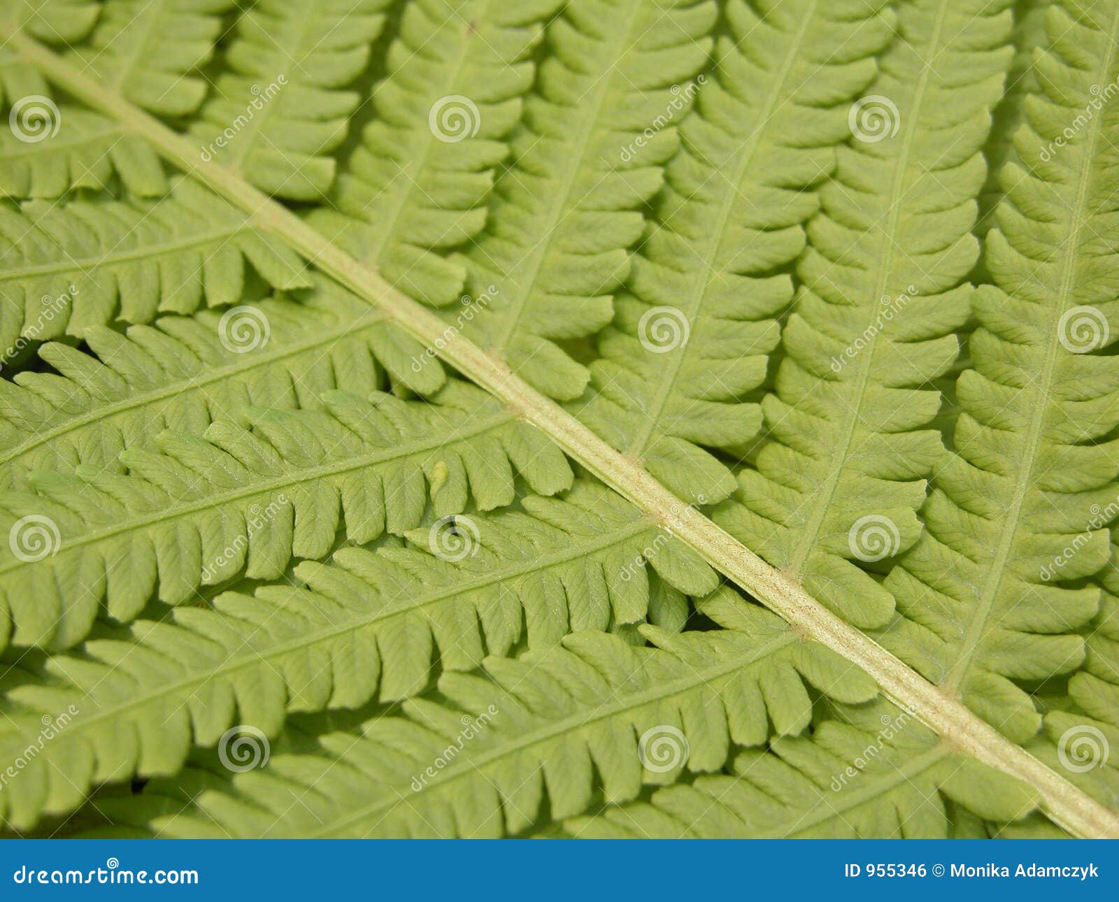 Fern background stock photo. Image of summer, wilderness - 955346