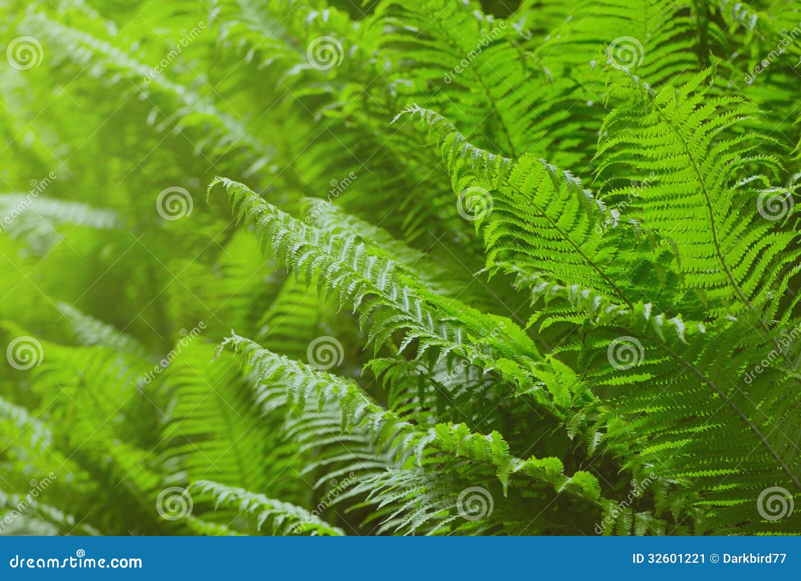 Fern background stock image. Image of botany, stem, leaf - 32601221