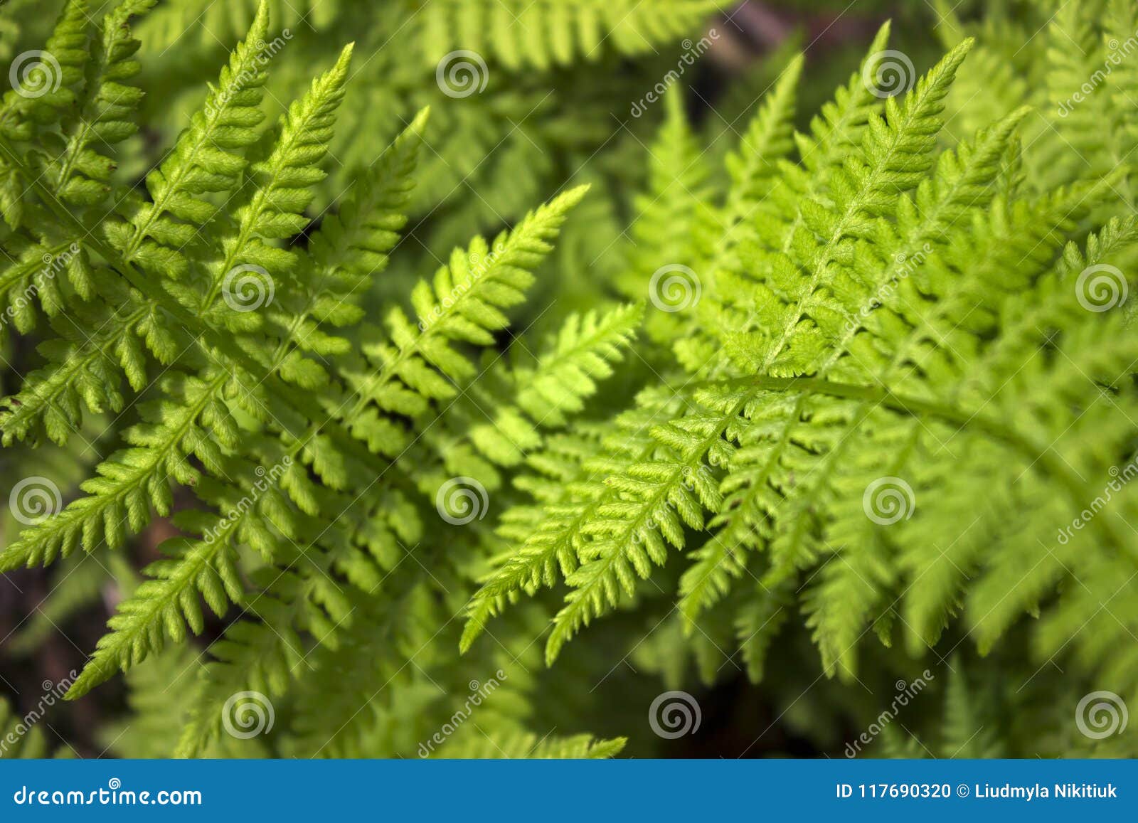 Fern Background, Green Vegetative Texture, Tropical Leaves Stock Photo ...