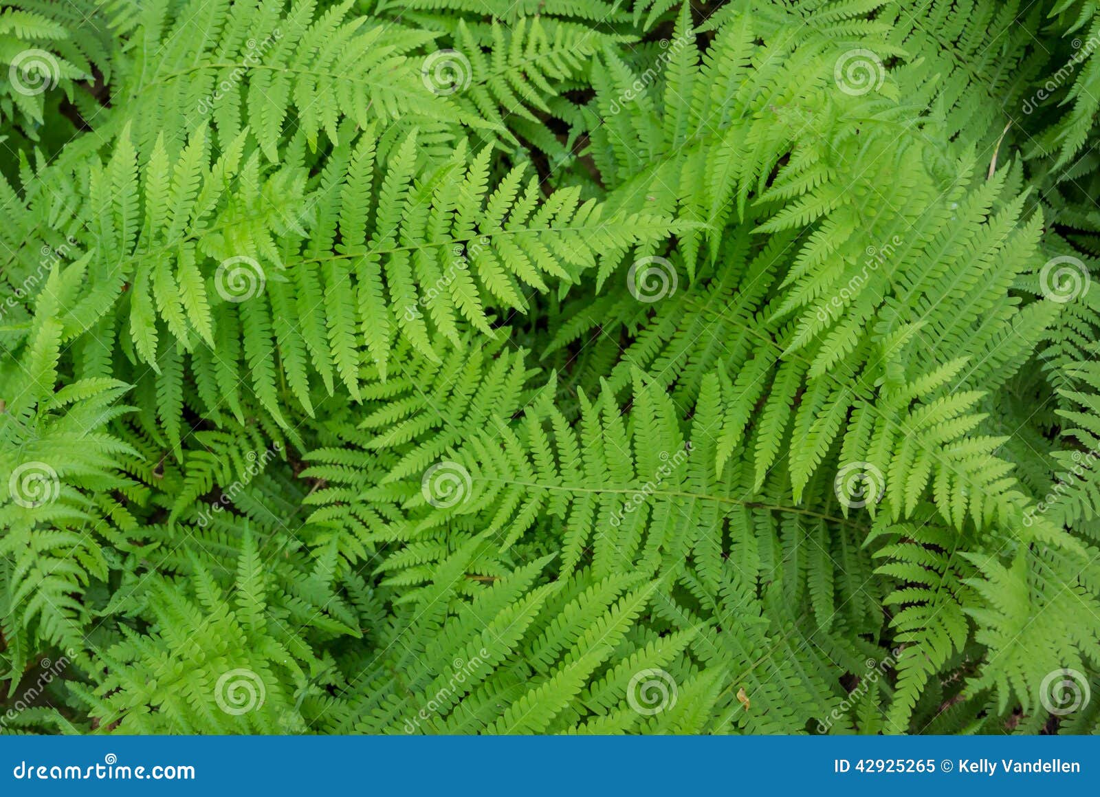 Fern Background in Summer stock image. Image of trees - 42925265