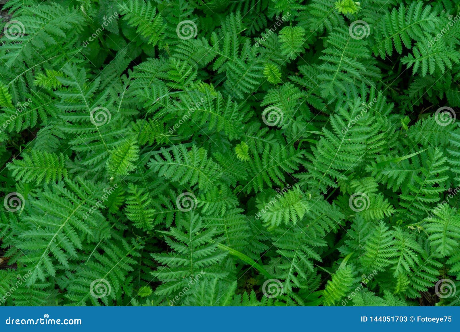 Fern Background Stock Photography | CartoonDealer.com #9842948