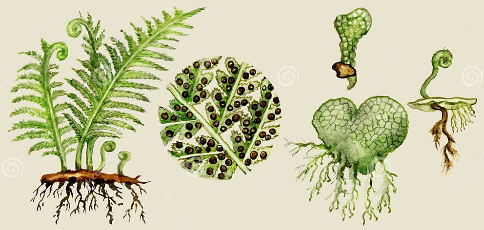 Fern biological cycle stock illustration. Illustration of floral - 25081521