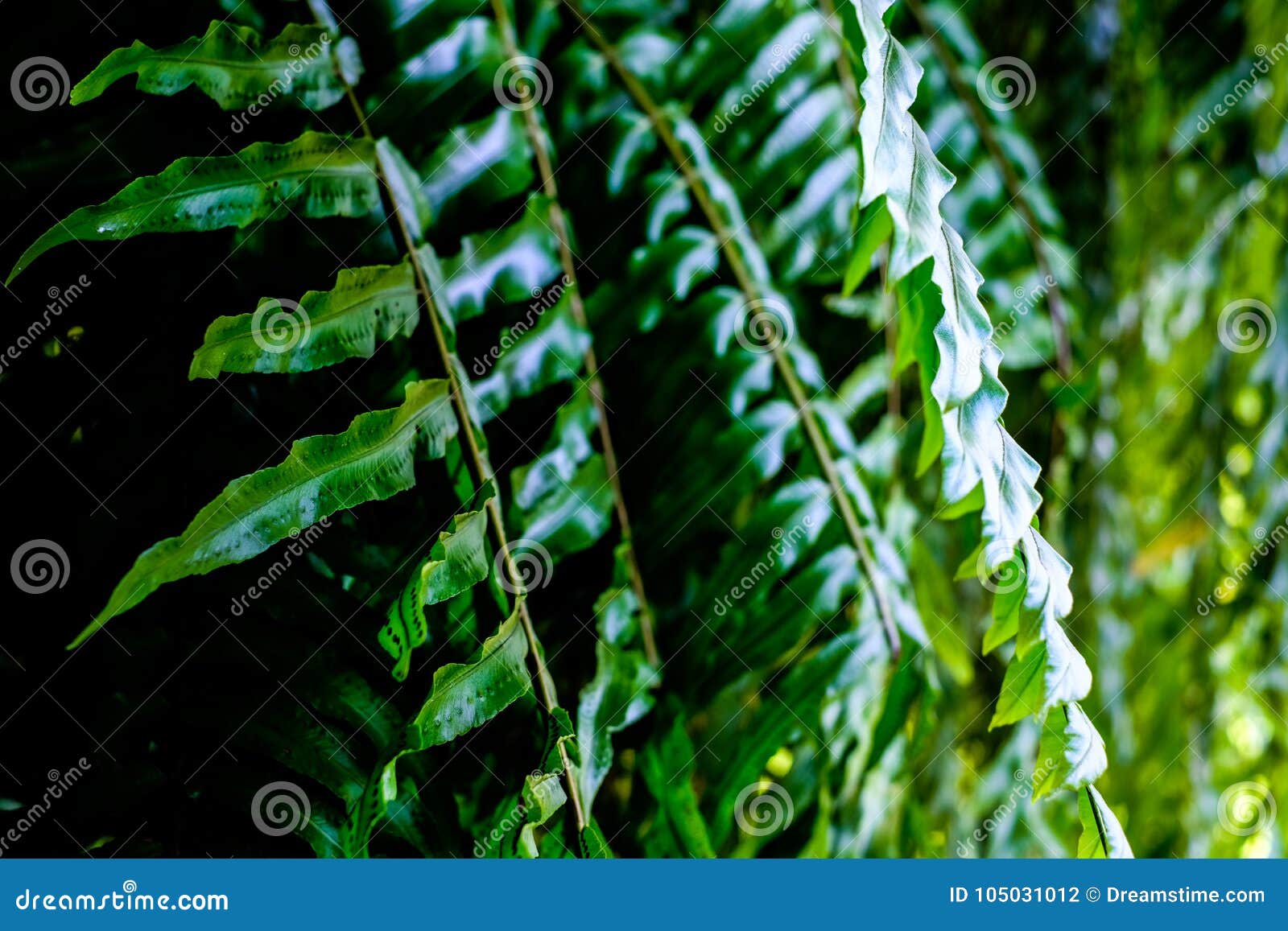 Fern blade in the garden stock photo. Image of growth - 105031012