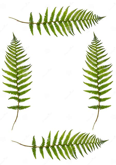 Fern Border stock image. Image of natural, lacy, fibonacci - 3618467