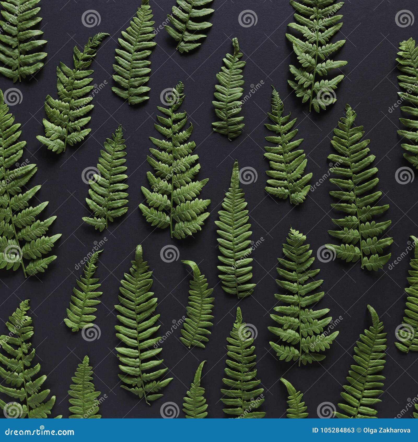 Fern Border Top View imagen de archivo. Imagen de marco - 105284863