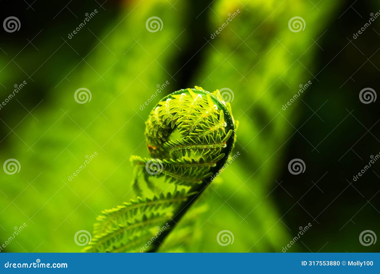 Fern in Botanical Garden, Forest , Green Leaf Stock Photo - Image of ...