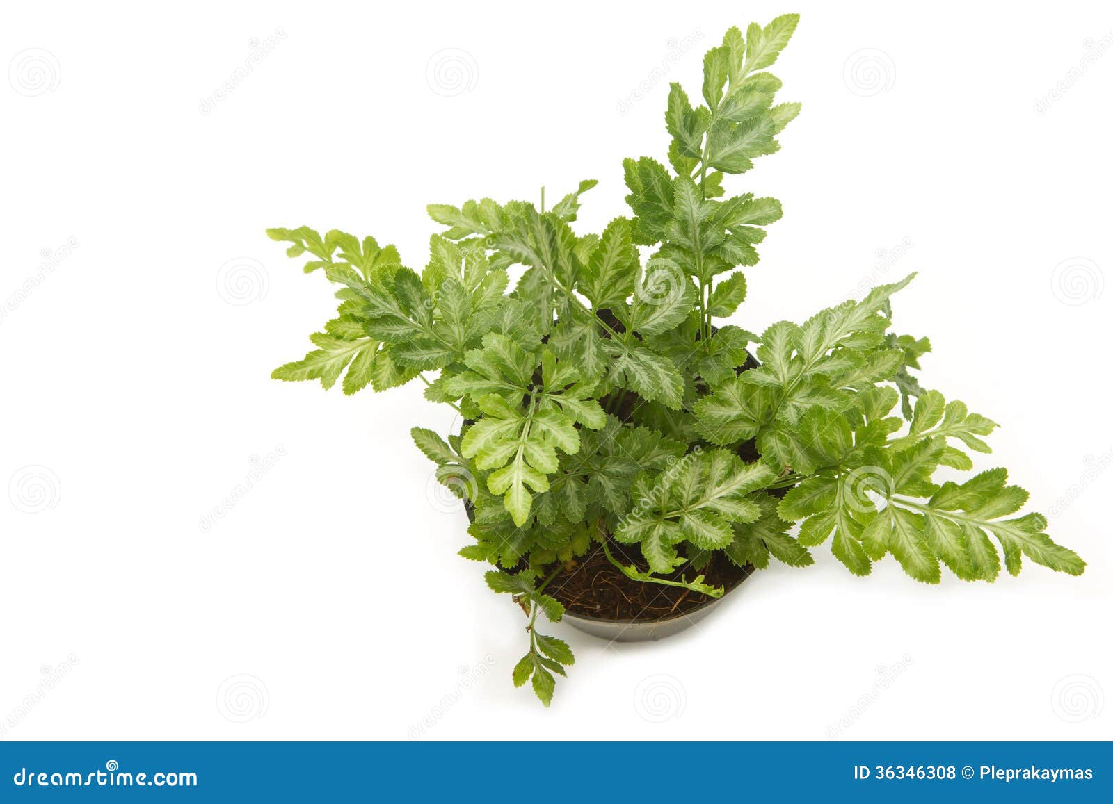 Fern (bracken) Houseplant in Pot Isolated Stock Photo - Image of front ...