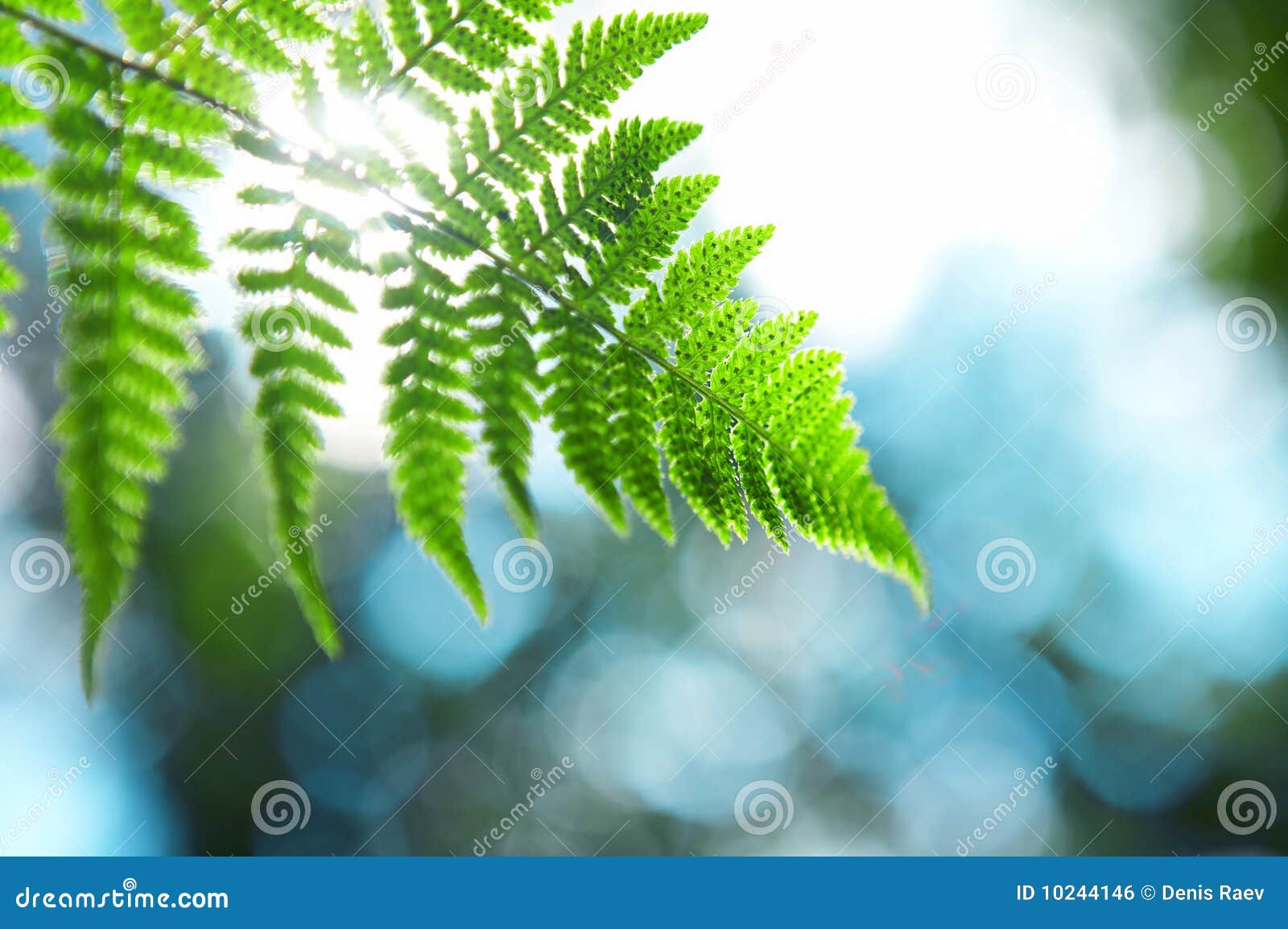 Fern branch stock photo. Image of sunlight, selective - 10244146