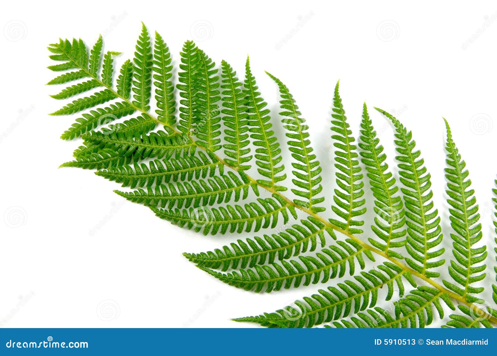 Fern Branch stock image. Image of vein, green, soil, garden - 5910513