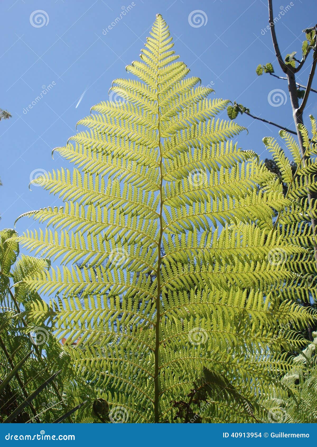 Fern branch in a blue sky stock photo. Image of blue - 40913954