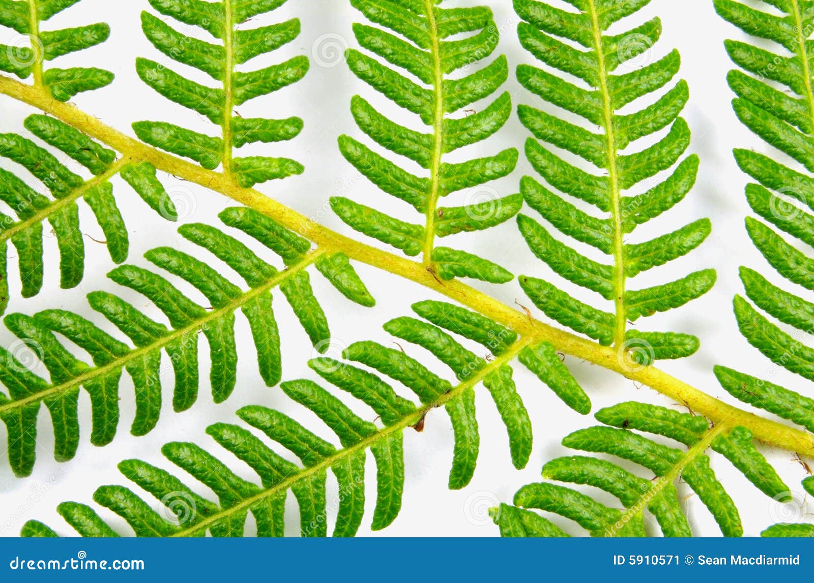 Fern Branch Closeup stock image. Image of vein, closeup - 5910571