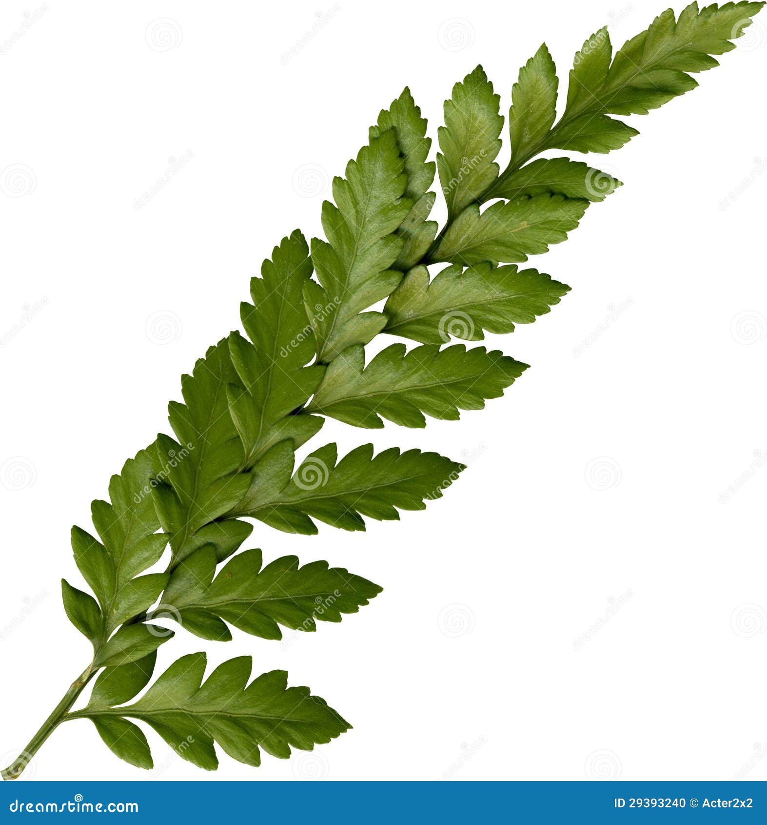 Fern branch isolated stock photo. Image of wild, natural - 29393240