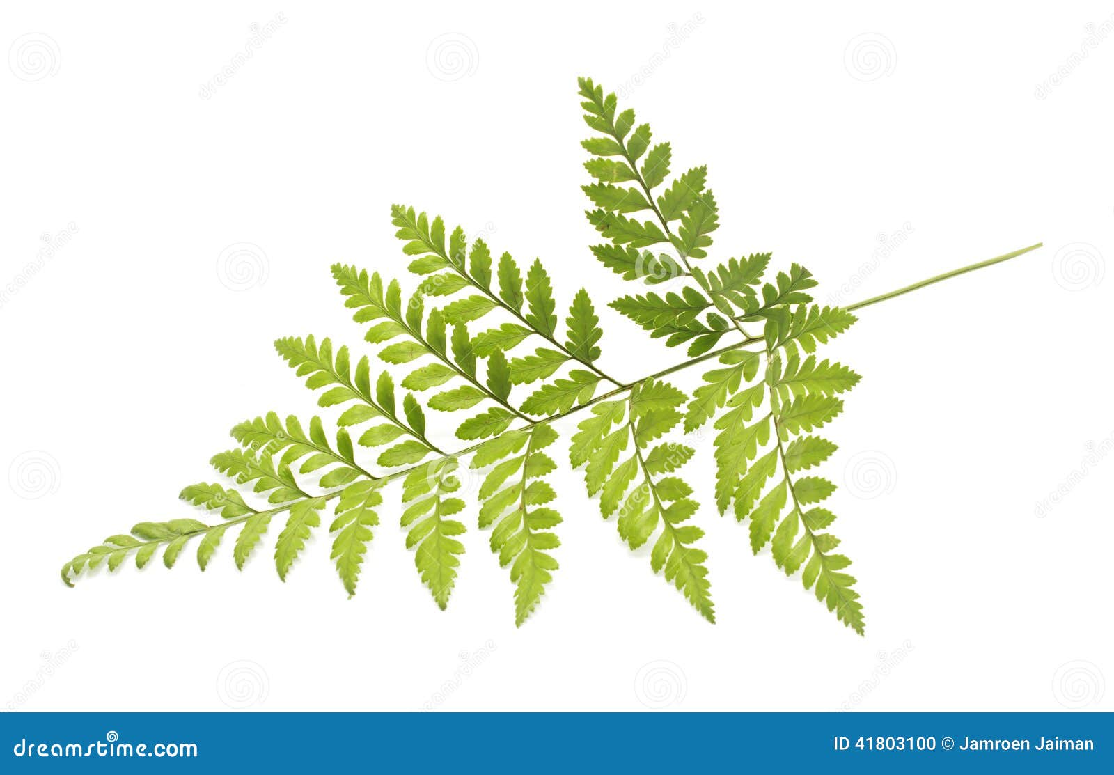 Fern Branch Isolated on White Stock Photo - Image of decoration, cutout ...