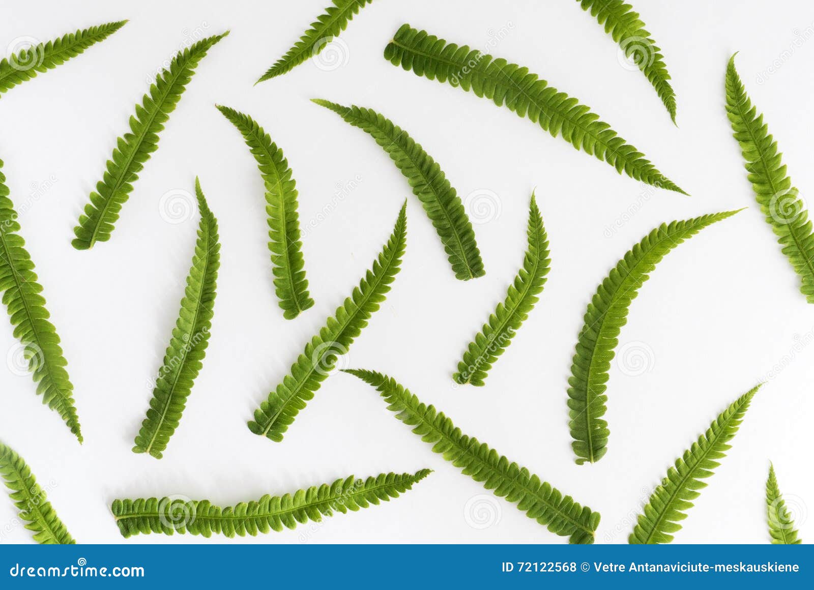 Fern Branches and Leaves on White Background. Top View Stock Photo ...