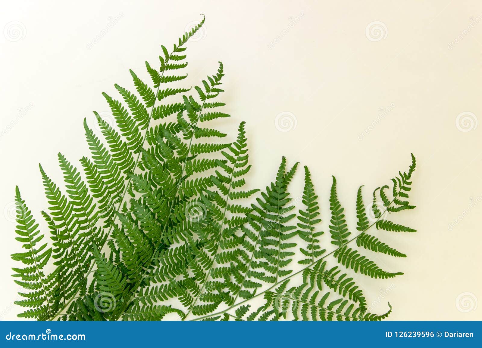 Fern Branches on White Background. Stock Photo - Image of detailed ...