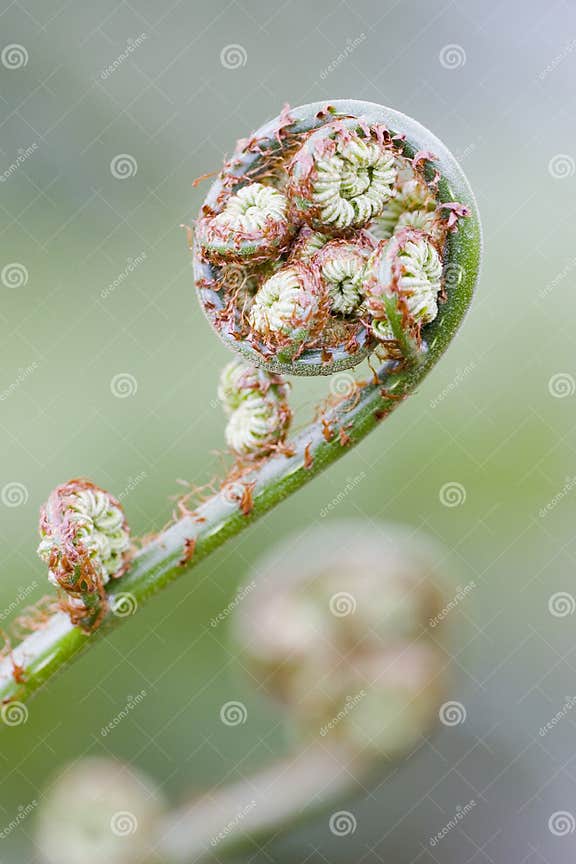 Fern in Brazil stock photo. Image of fiddlehead, grass - 1779304