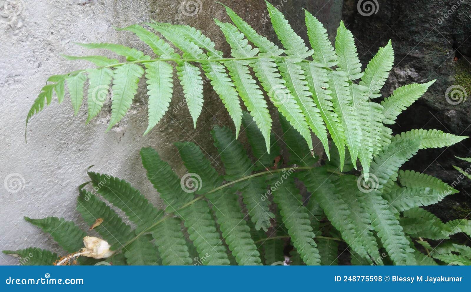 Fern on a Bright Morning Shows the Beauty in Nature Stock Photo - Image ...