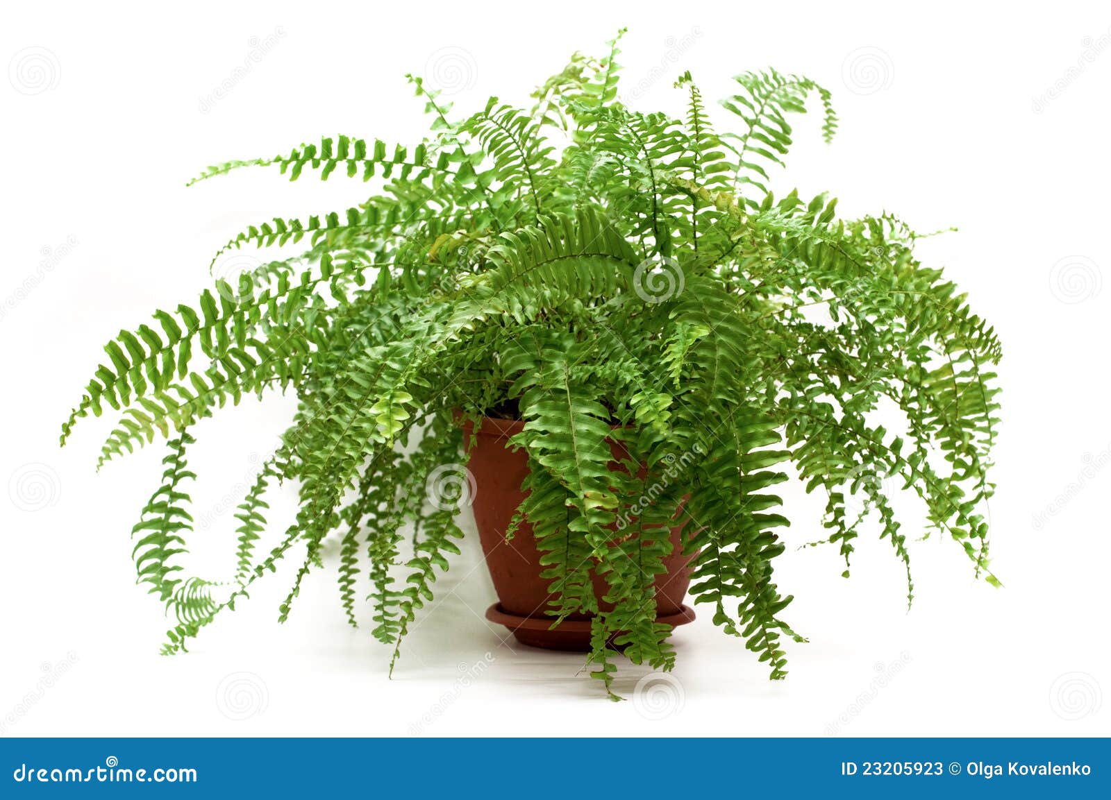 Fern in a brown pot stock image. Image of fern, natural - 23205923