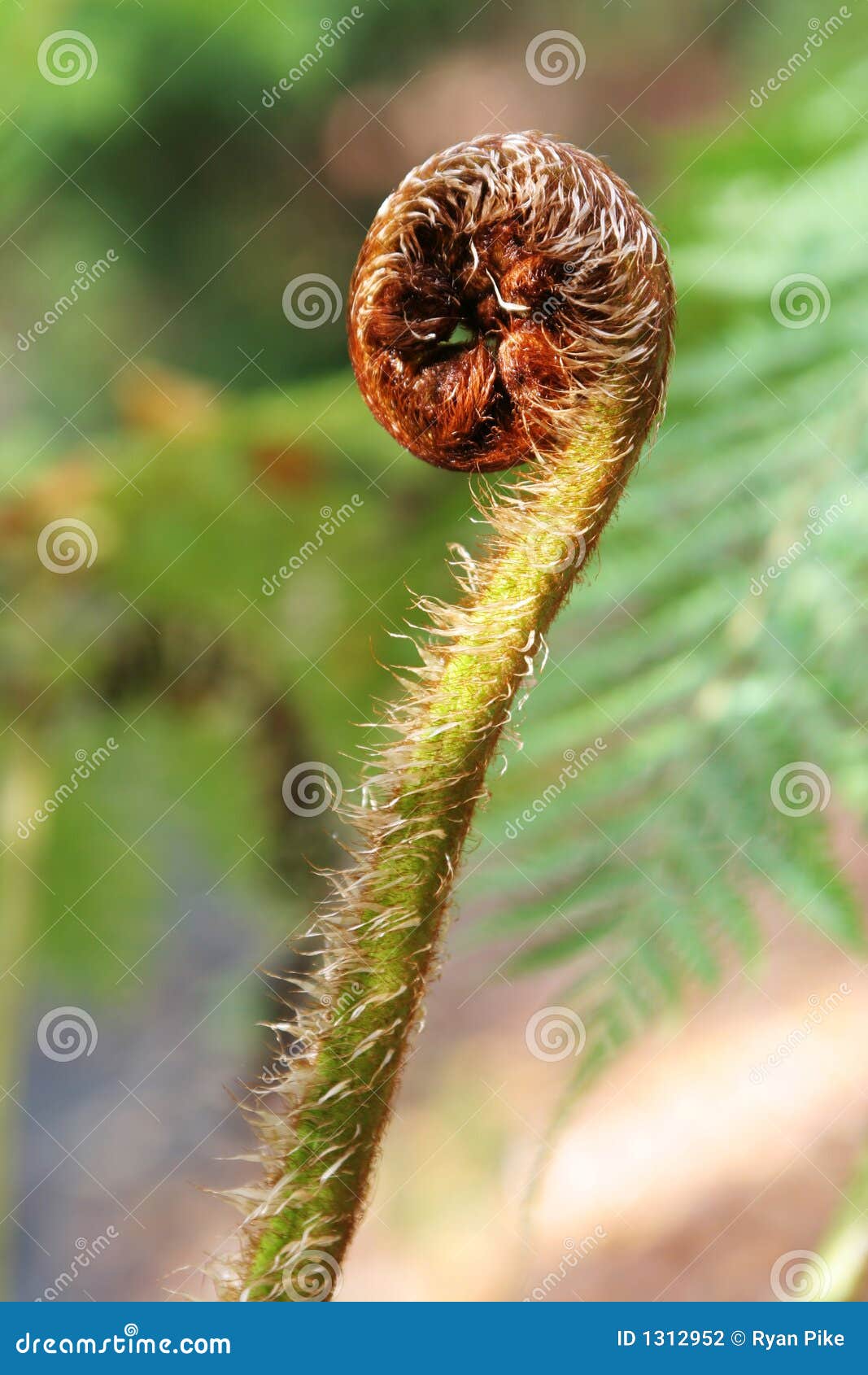Fern Bud Picture. Image: 1312952