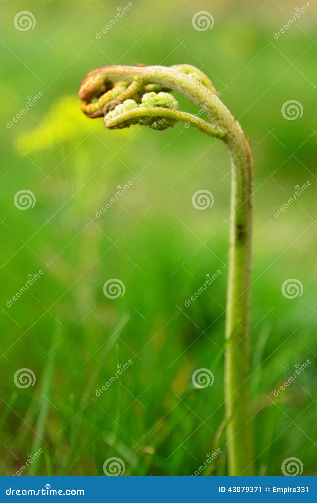 Fern bud stock image. Image of closeup, plants, bloom - 43079371