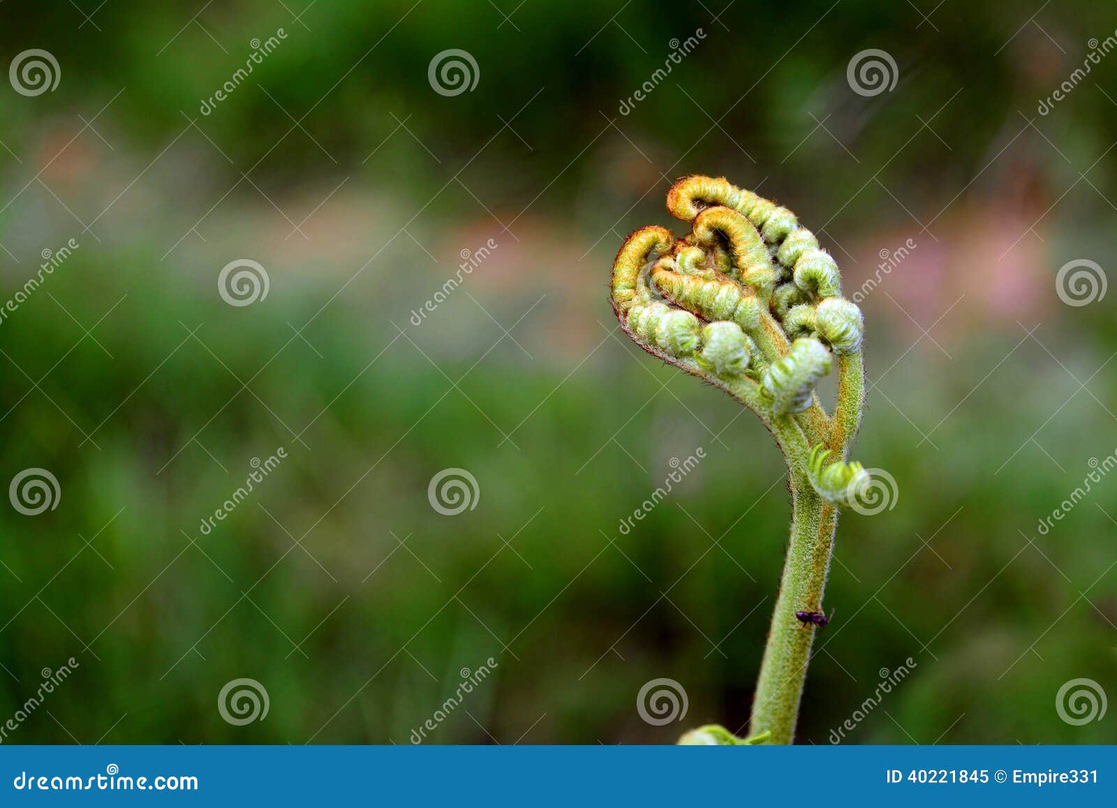 Fern bud stock image. Image of stem, flora, spring, plant - 40221845