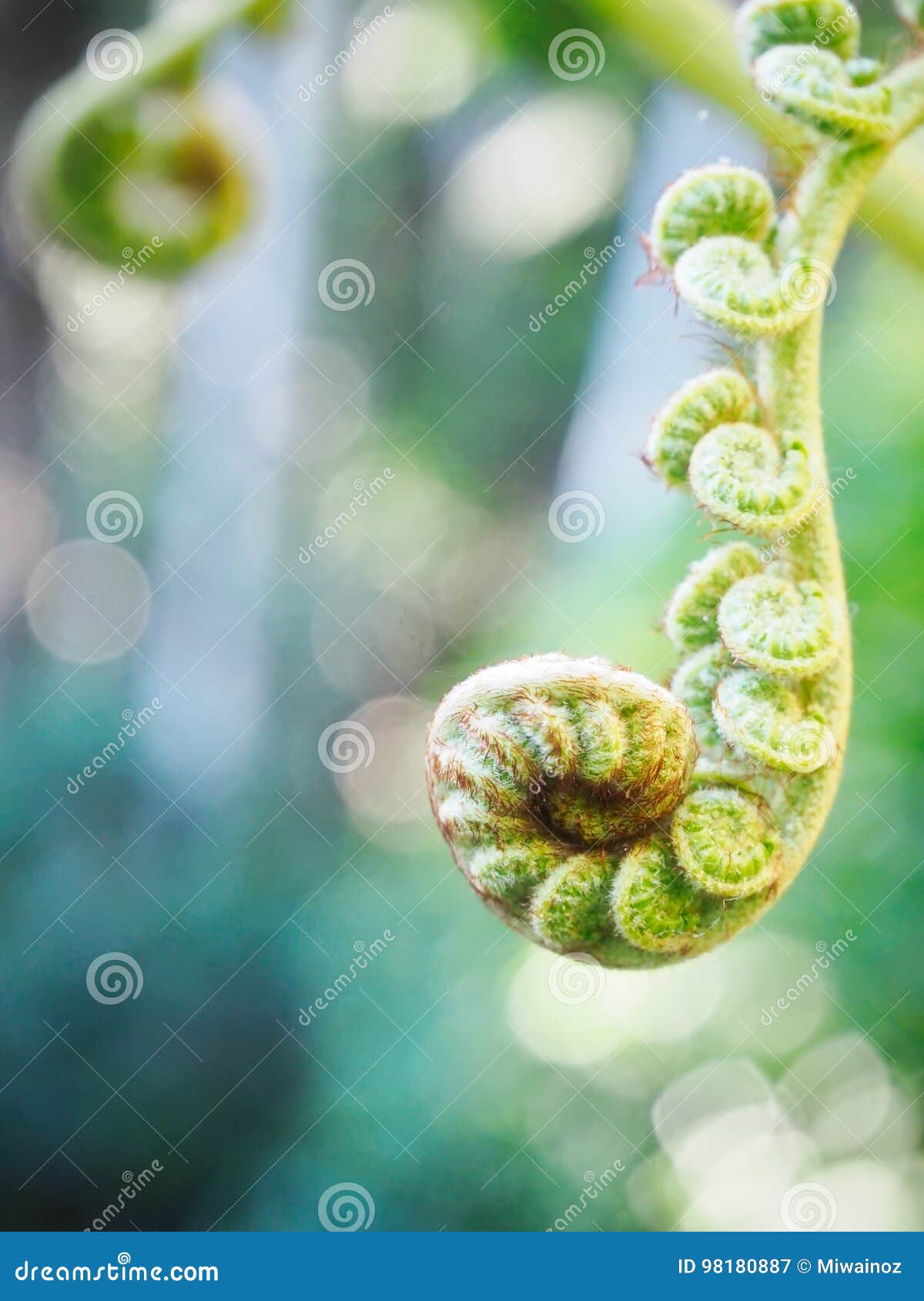 Fern Buds in Sunlight stock image. Image of sprout, young - 98180887