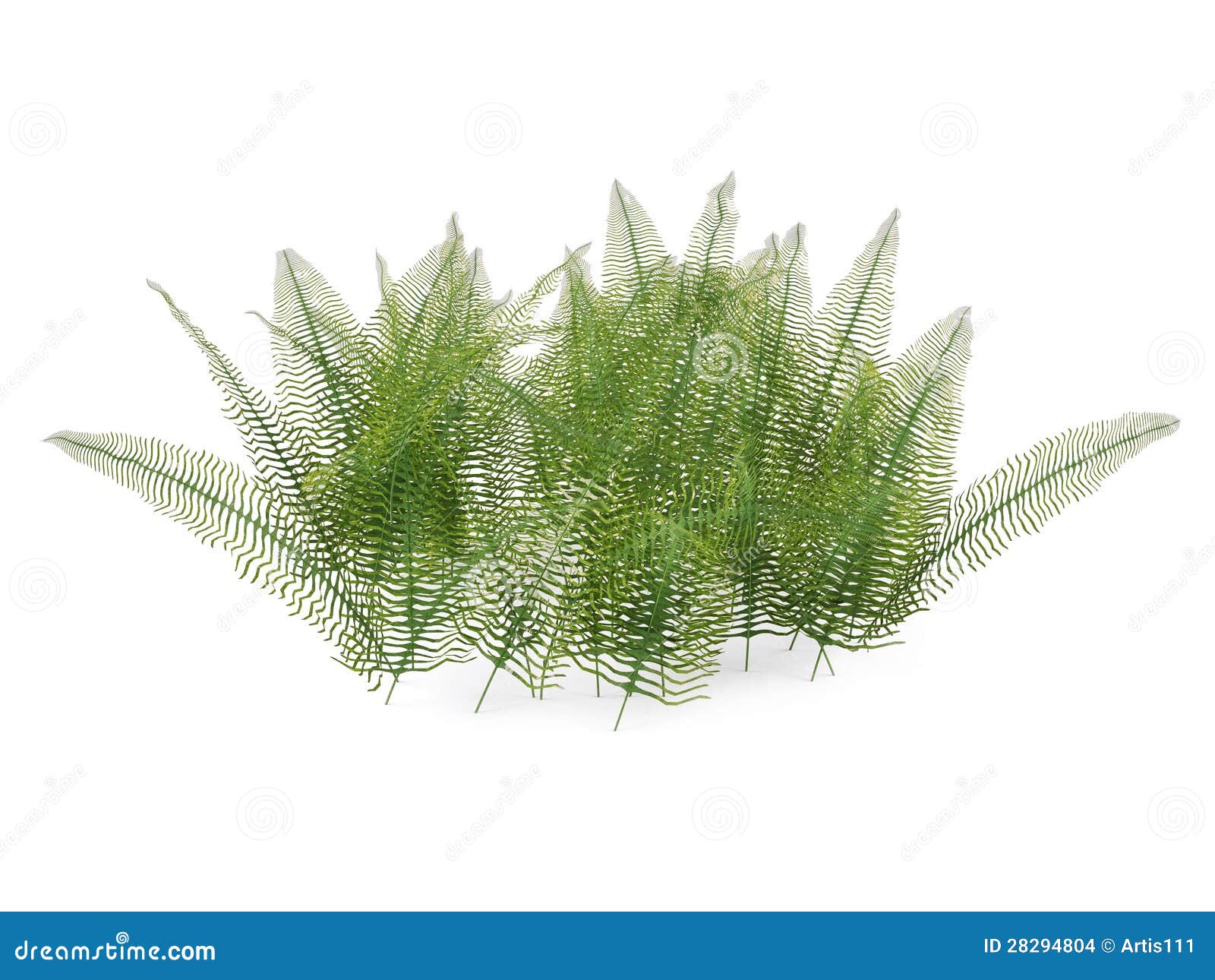Fern bush stock photo. Image of color, field, close, east - 28294804