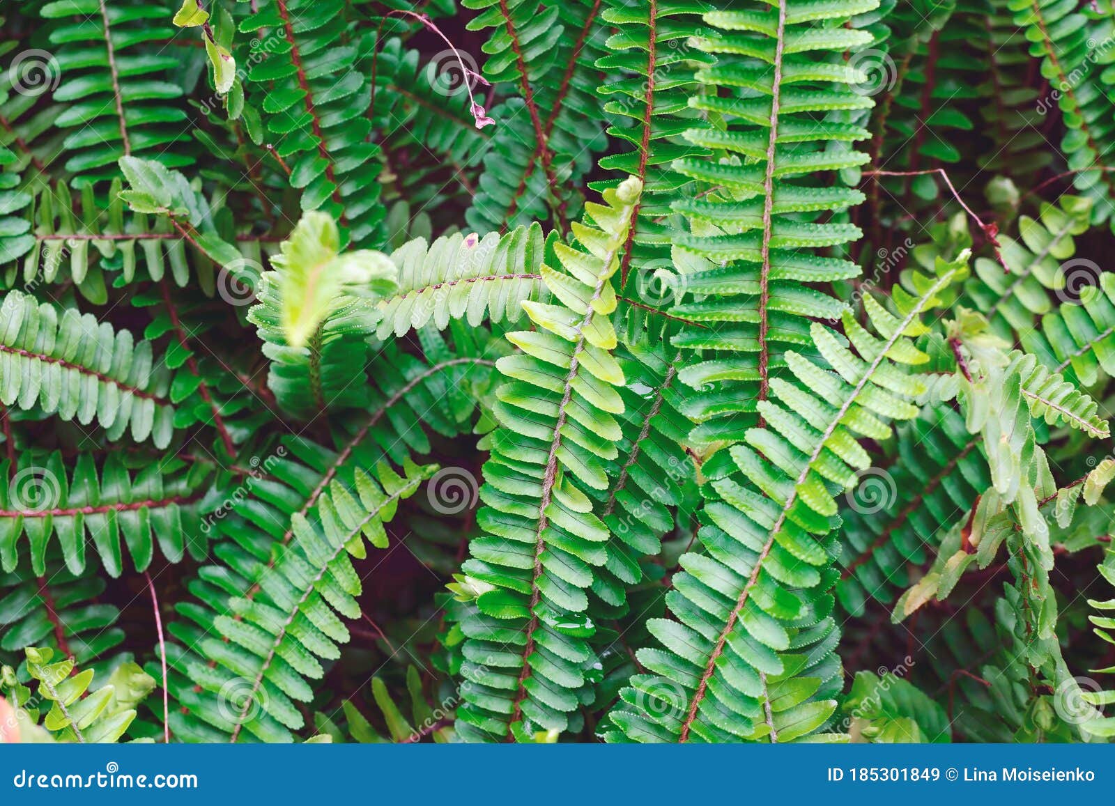 Fern bush background stock image. Image of floral, backdrop - 185301849