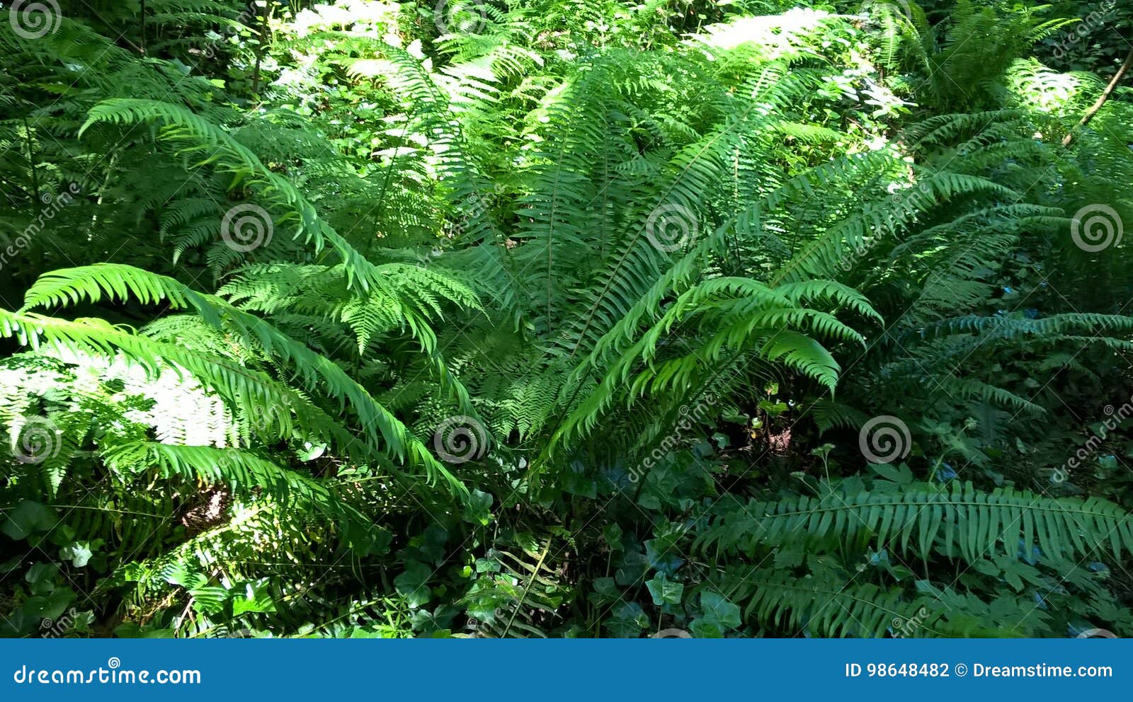 Fern bush stock photo. Image of close, garden, green - 98648482