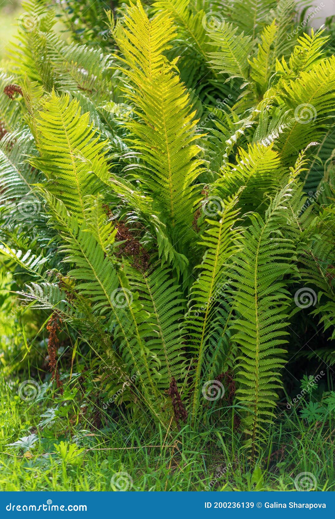 Fern Bush in the Garden As a Hedge Stock Image - Image of decorative ...