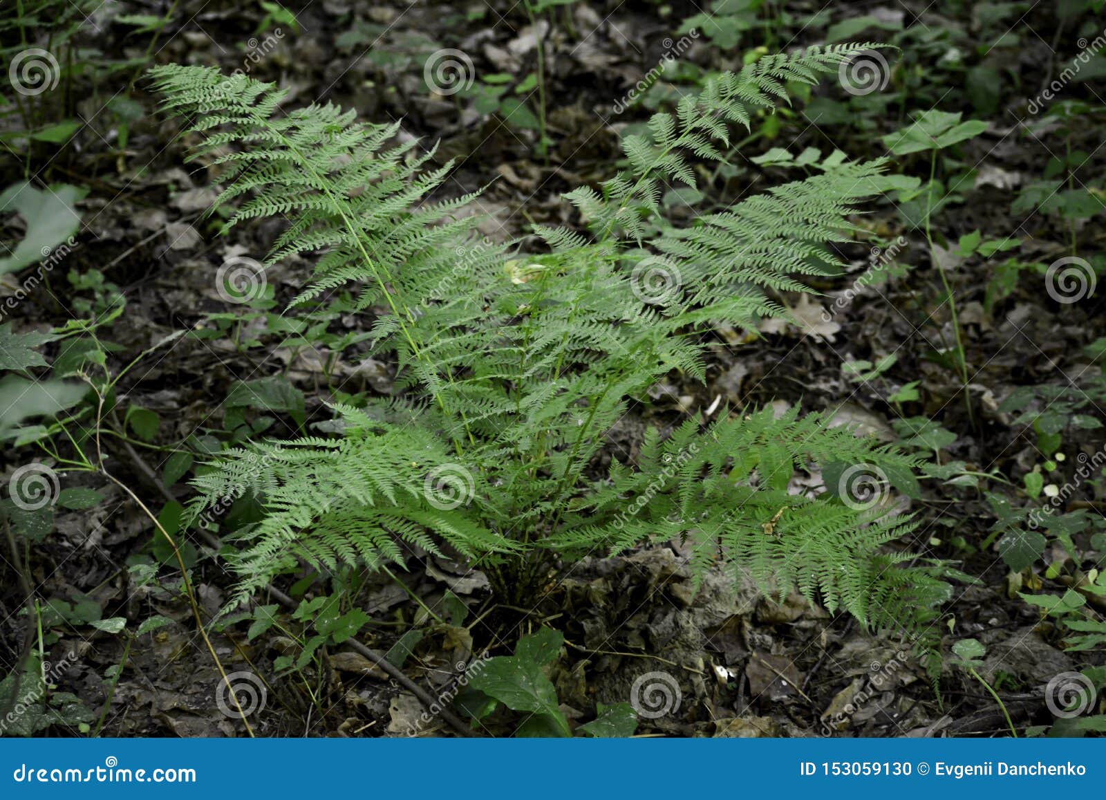 A Fern Bush Grows in a Forest Stock Photo - Image of bush, plants ...