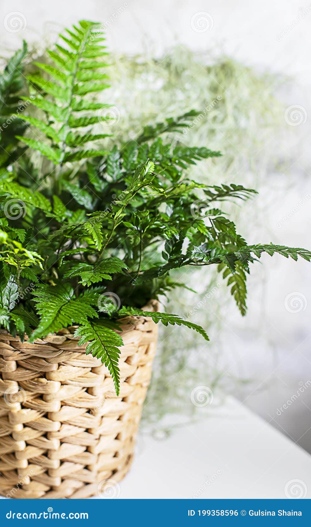 Fern Bush on a Light Background. View from Above Stock Photo - Image of ...