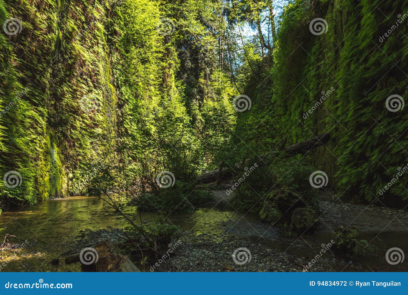 Fern Canyon, California, USA. Stock Photo - Image of fern, california ...