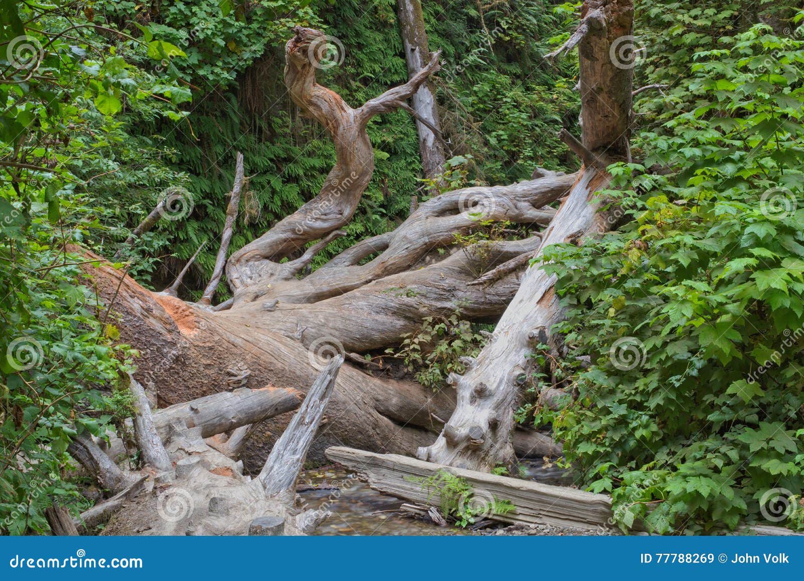 Fern Canyon with Fallen Redwood Stock Image - Image of fallen, camping ...