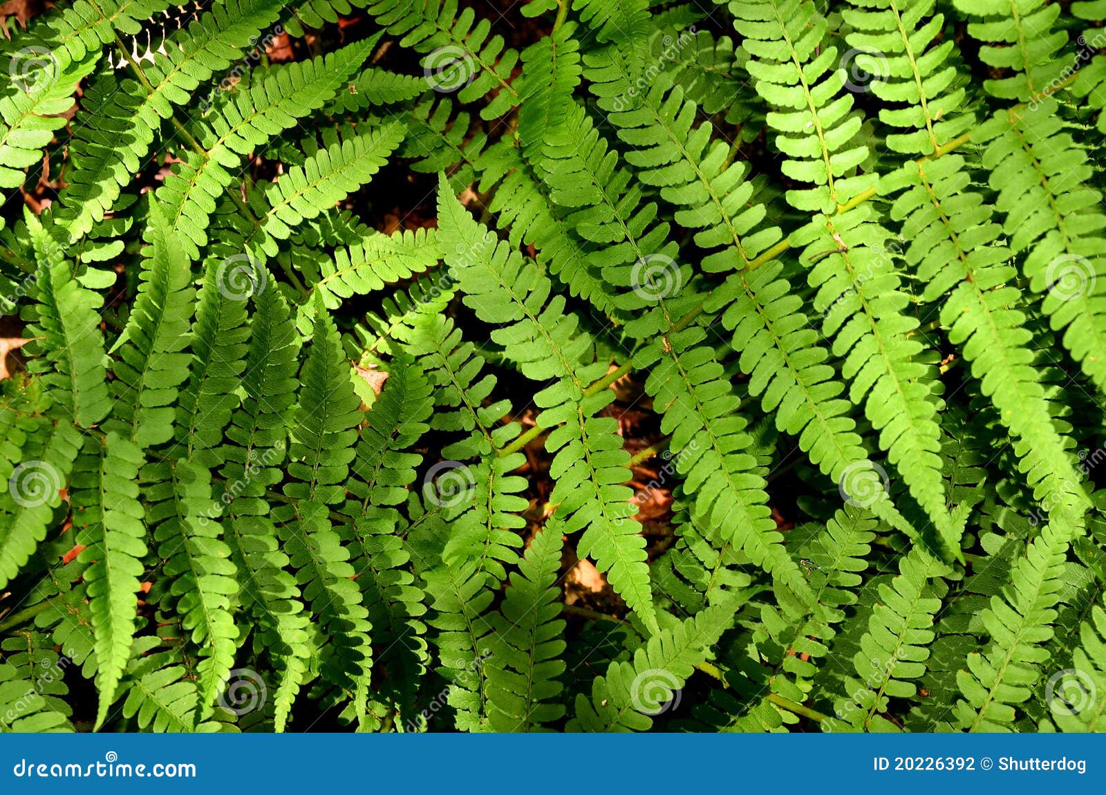Fern Close-up stock photo. Image of pattern, forest, natural - 20226392